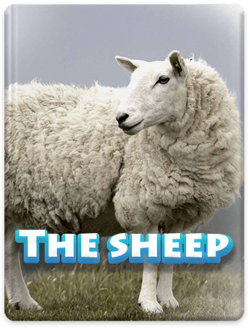The Sheep